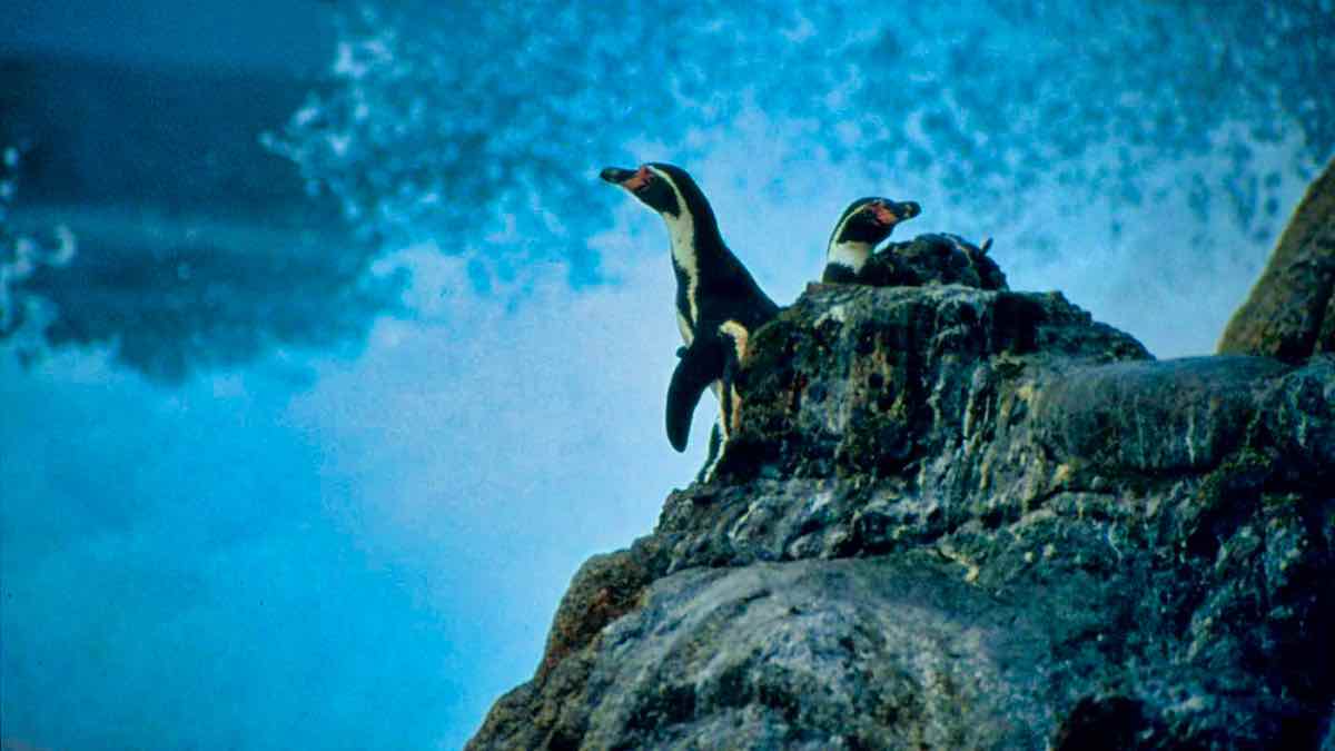 penguinworld-s-store