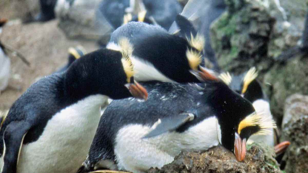 Map Of Where Penguins Live