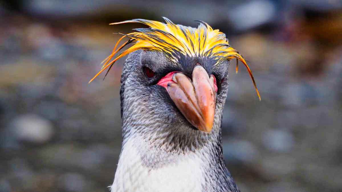 PenguinWorld's Home Page