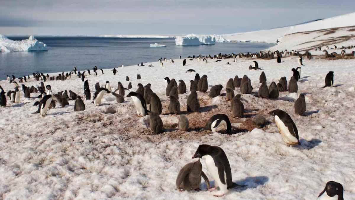 Life in the "Fast" Lane: Adélie penguins and the coordination of nest ...