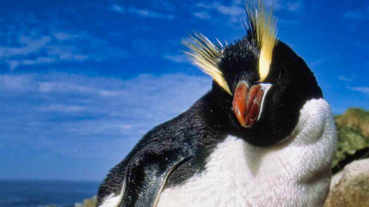 Erect-crested Penguin: Eudyptes sclateri